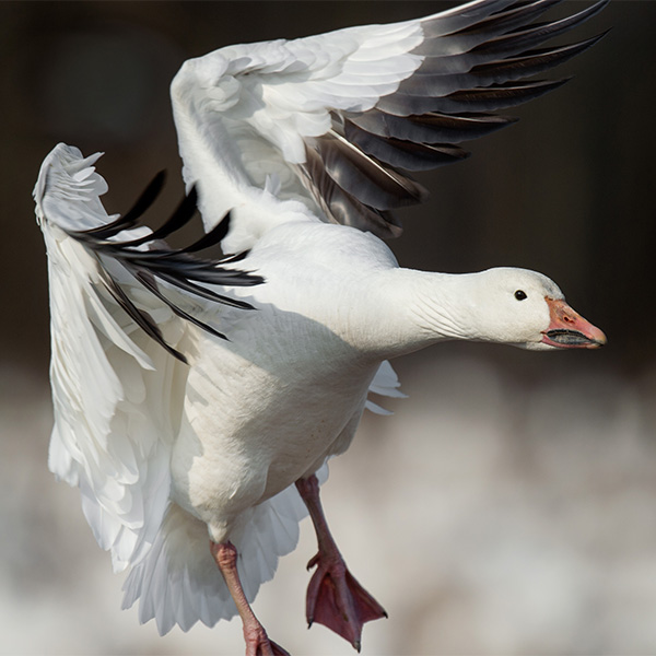 Premium Snow Goose E-Callers, Speakers & Snow Goose Sounds